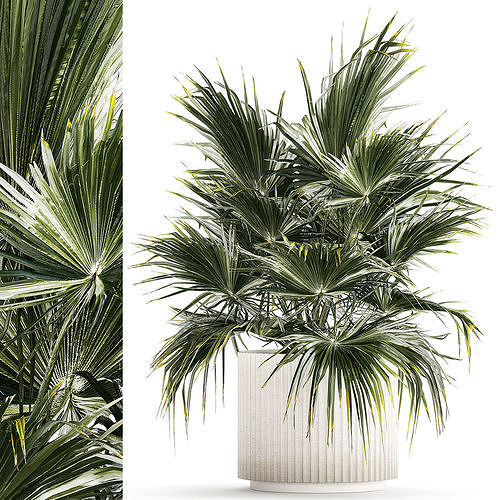 Beautiful Fan Palm In A Flower Pot For Decoration 1274 3D model | CGTrader