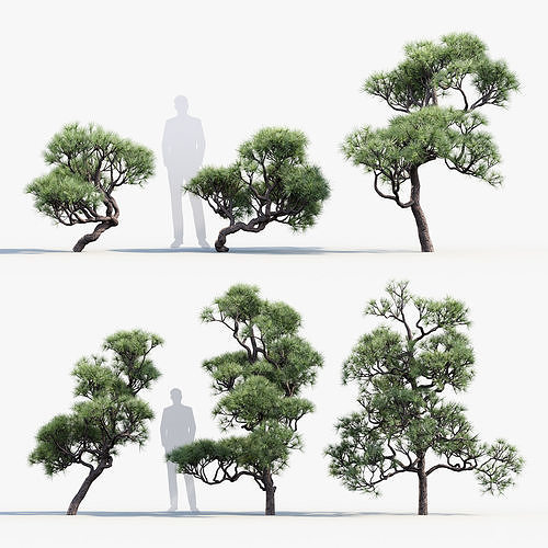 Human Pinus