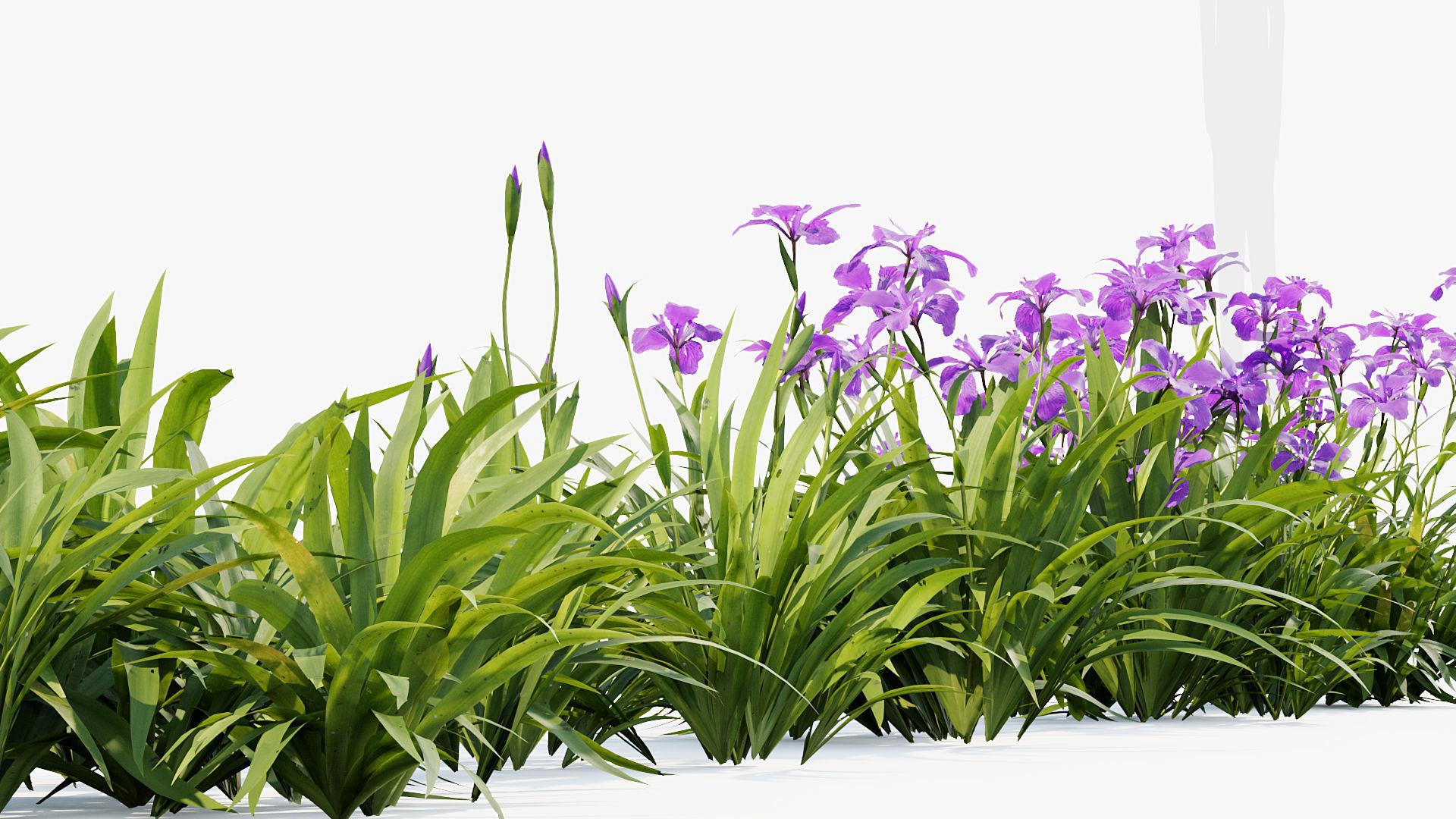 Iris tectorum Japanese Roof Iris 3D model | CGTrader