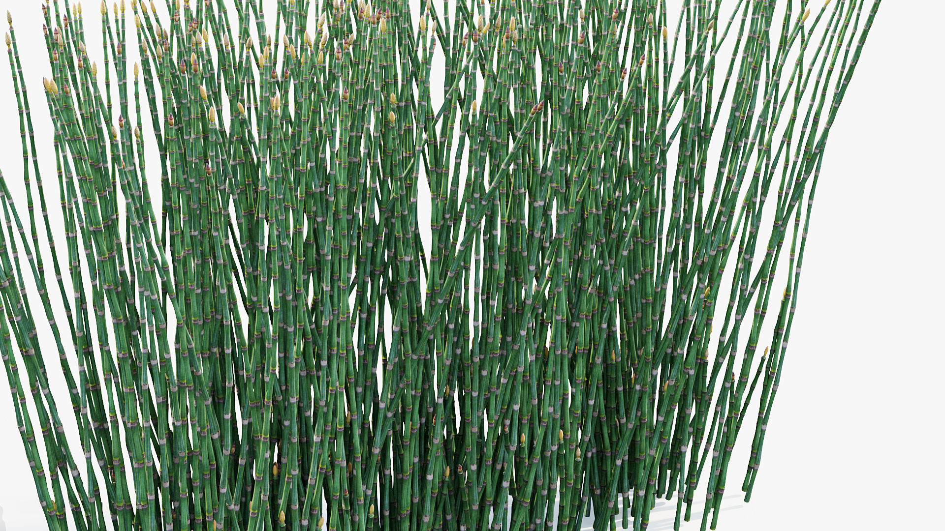 Equisetum hyemale Scouring rush 3D model | CGTrader