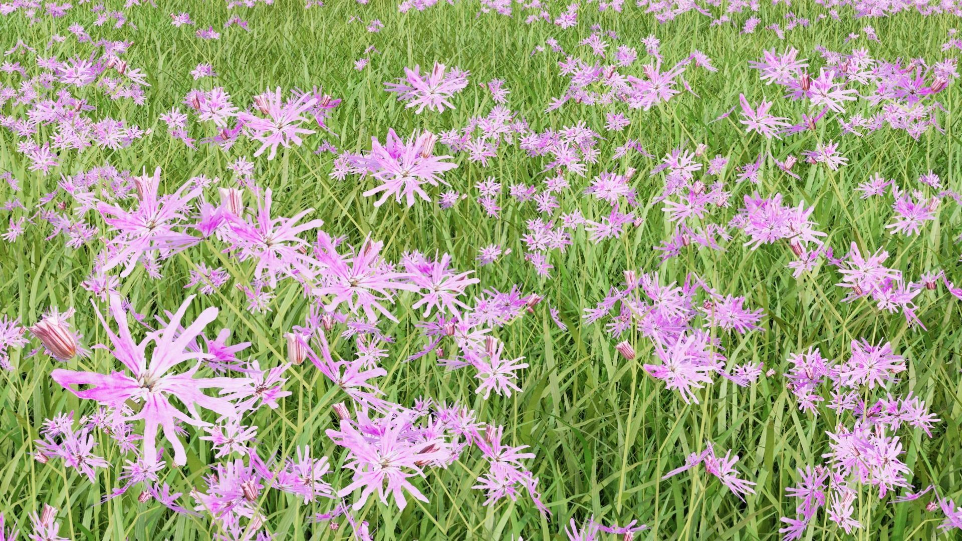Pink Wild Flower Field 3D model | CGTrader