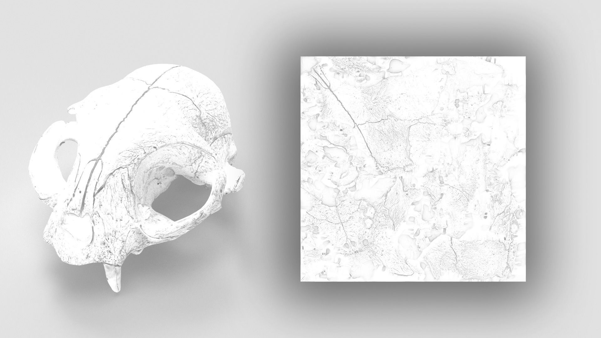3D model Real Cat Skull Scan VR / AR / low-poly | CGTrader