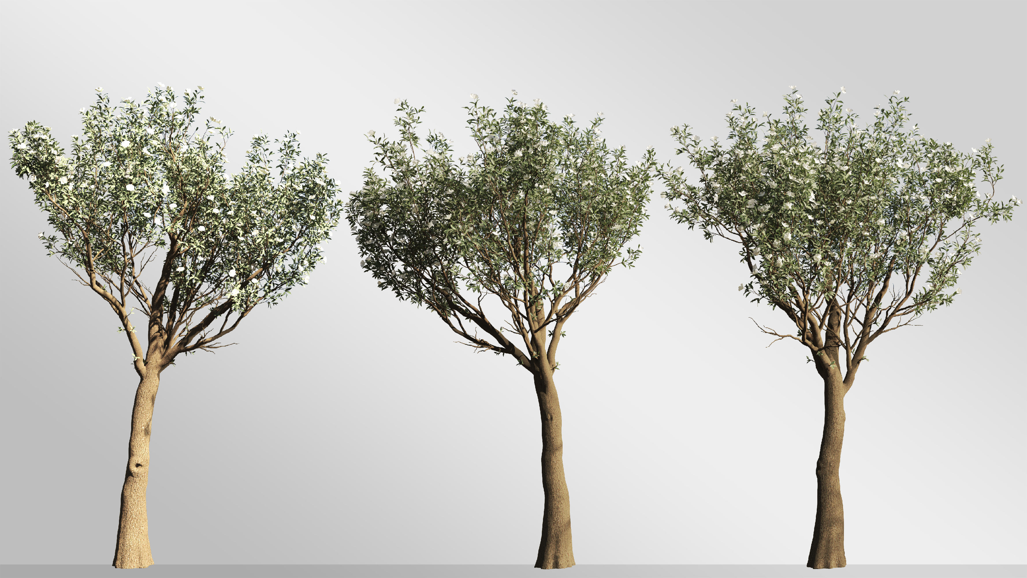 2 Michelia Maudiae Tree Set 3D model | CGTrader