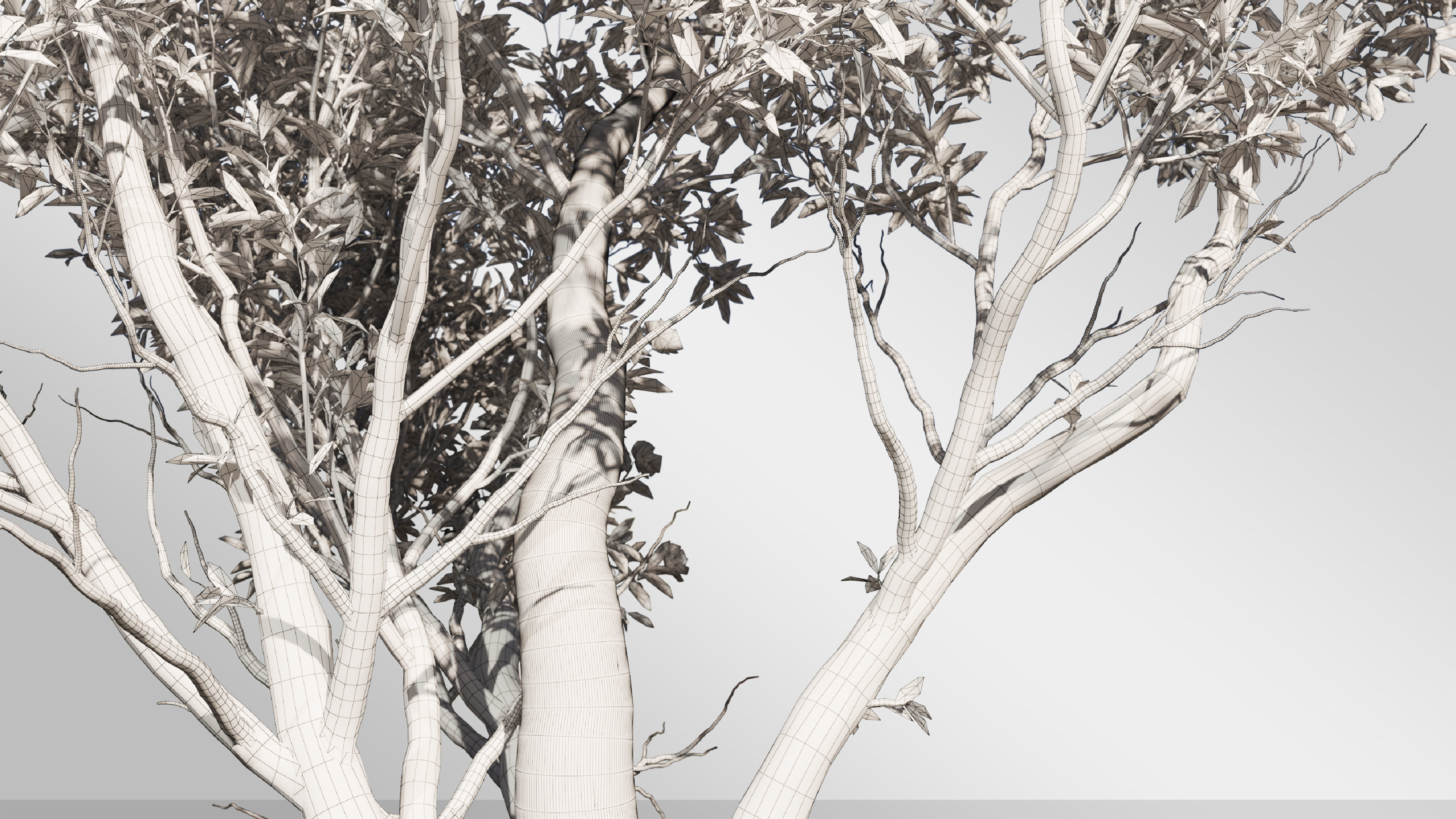 2 Michelia Maudiae Tree Set 3D model | CGTrader