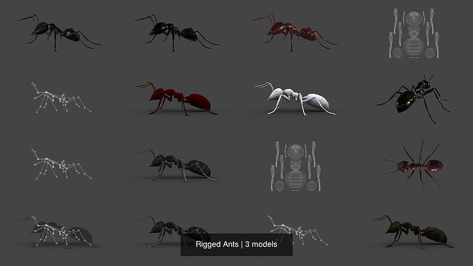 3D Model Collection Rigged Ants VR / AR / low-poly | CGTrader