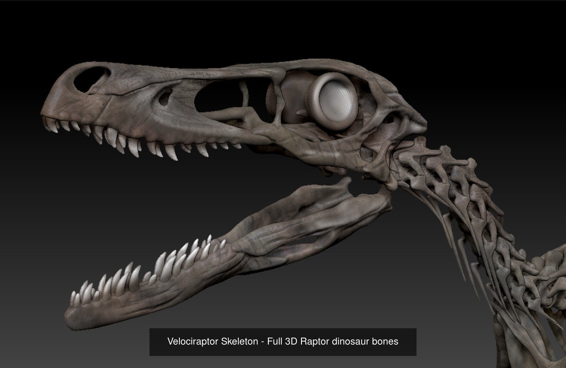 3D Dinosaurs Skeleton Bones 3D Model Collection | CGTrader