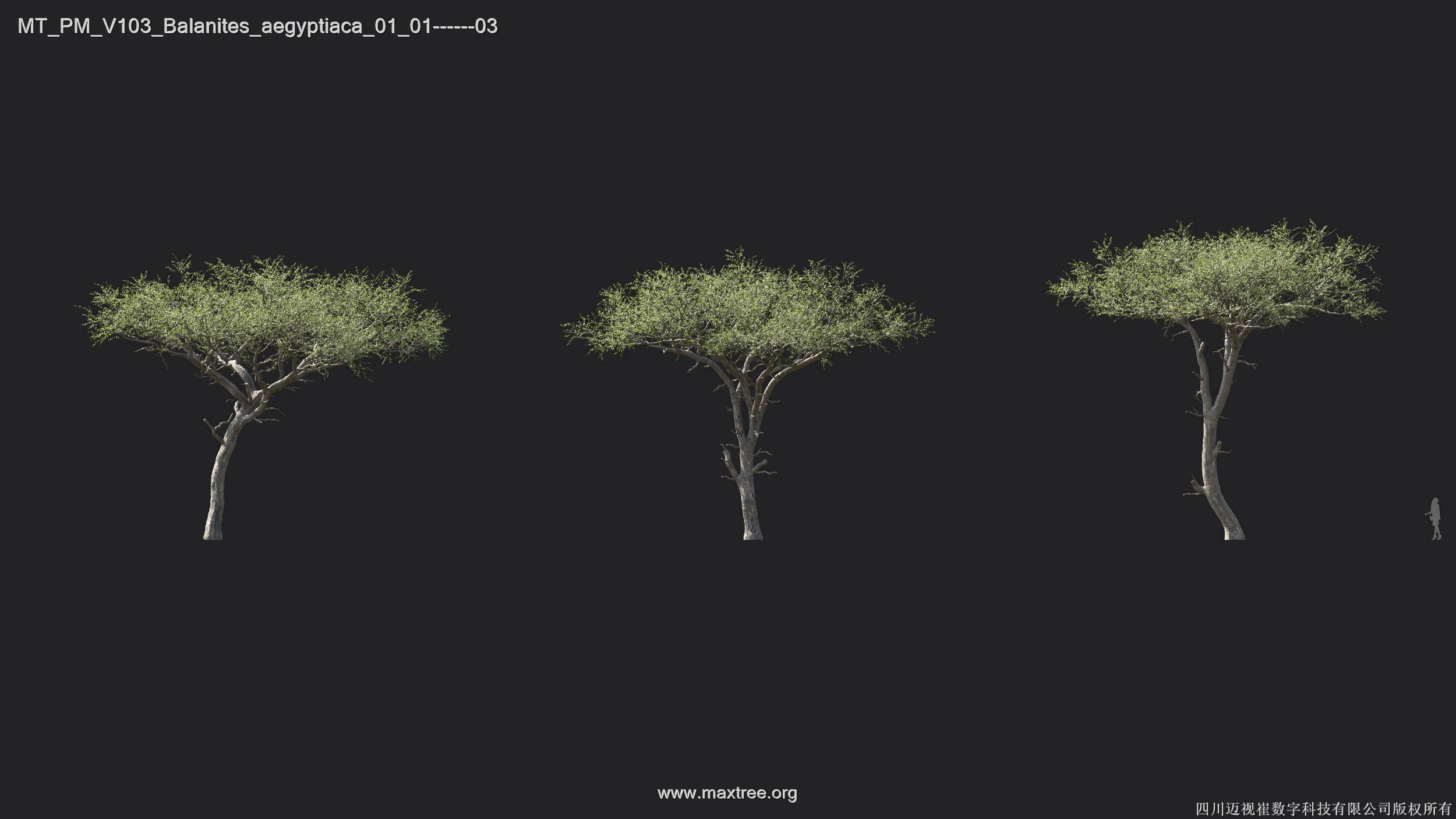 Maxtree Plant Models Vol 103 - Mesh 3D model | CGTrader