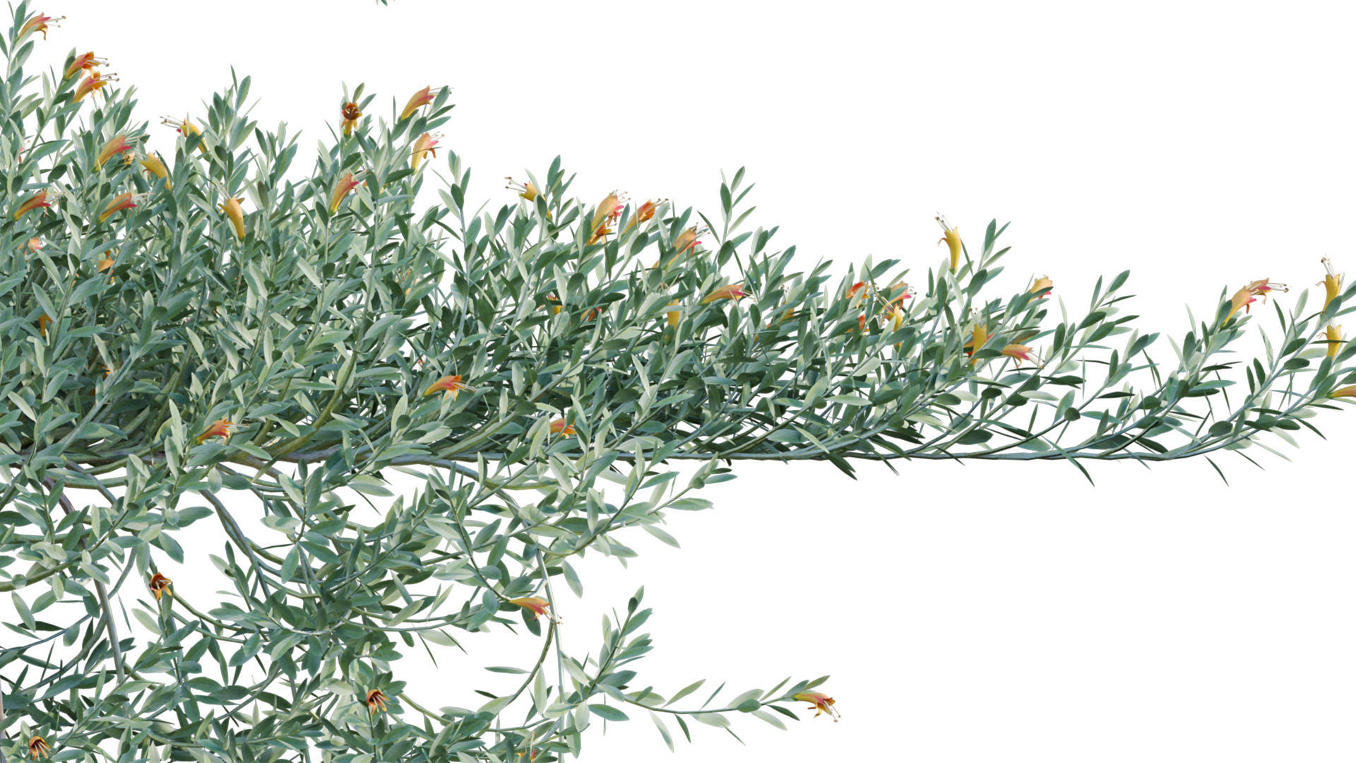 Eremophila Glabra Kalbarri Carpet - Tar Bush 02 3D model | CGTrader
