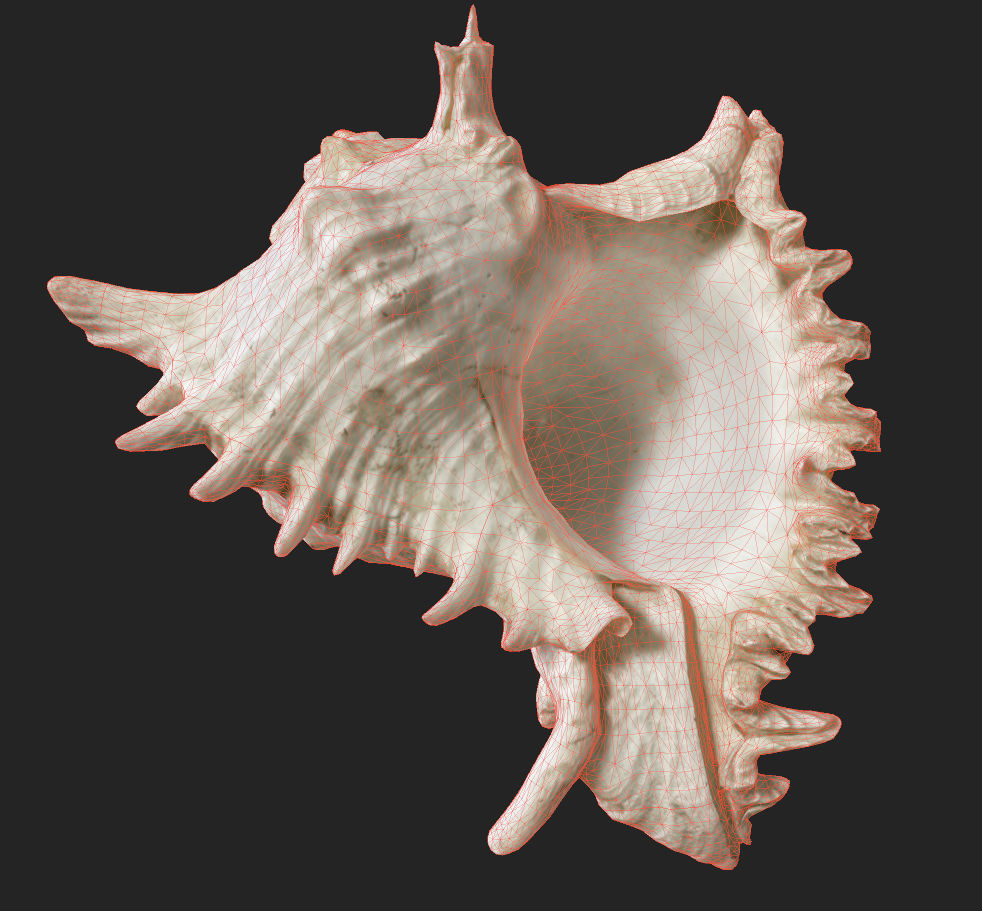 3D model Sea shell VR / AR / low-poly | CGTrader