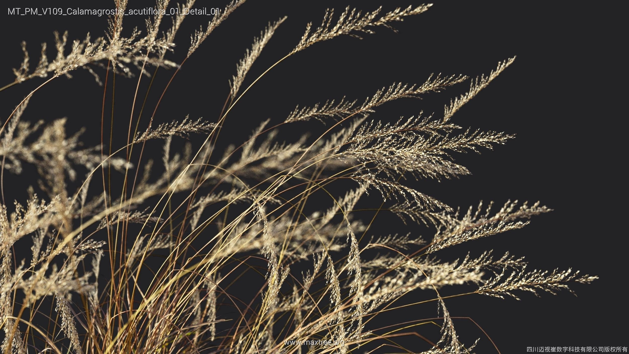 Maxtree Plant Models Vol 109 - Mesh 3D model | CGTrader