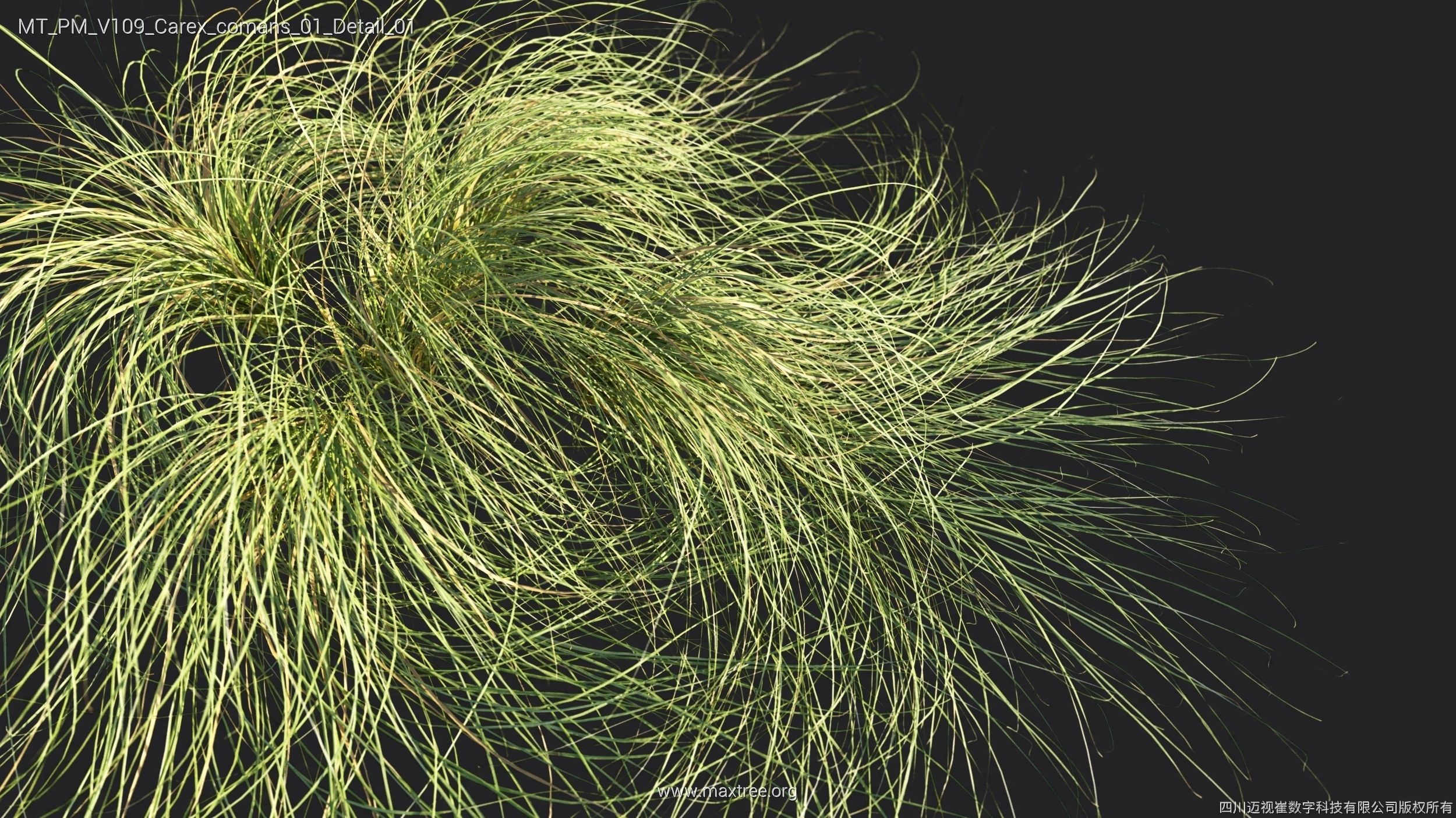 Maxtree Plant Models Vol 109 - Mesh 3D model | CGTrader