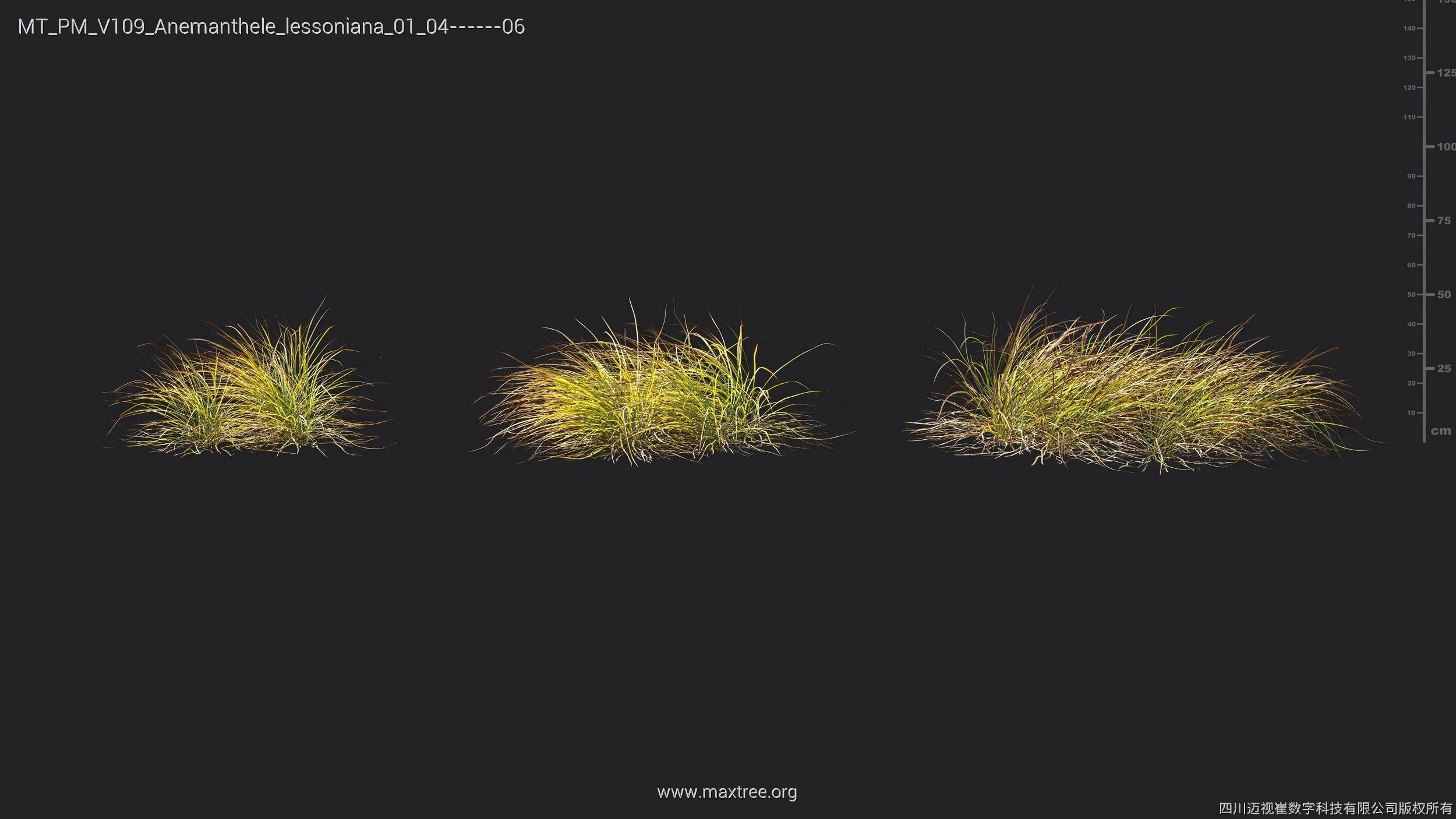 Maxtree Plant Models Vol 109 - Mesh 3D model | CGTrader