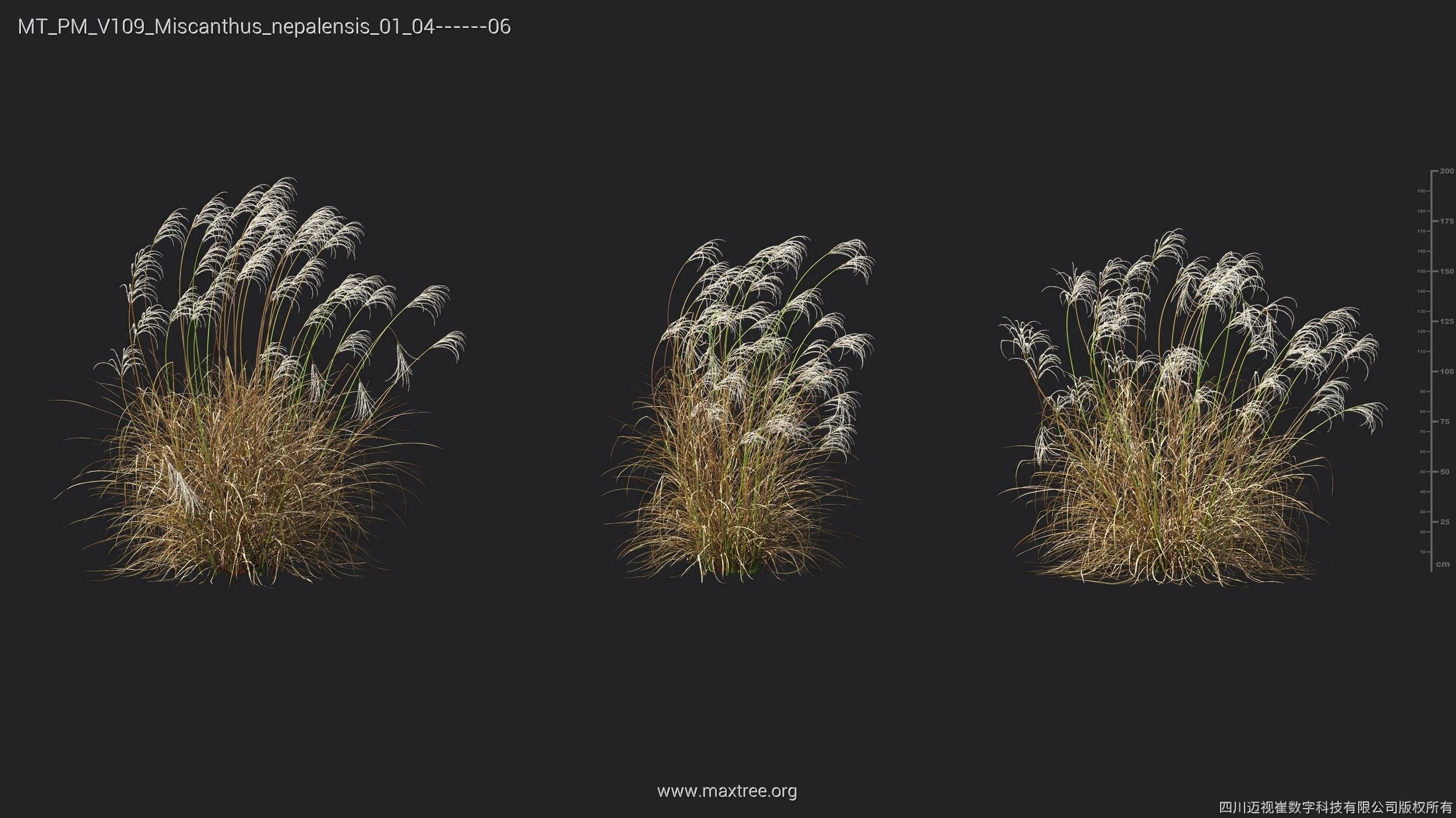 Maxtree Plant Models Vol 109 - Mesh 3D model | CGTrader