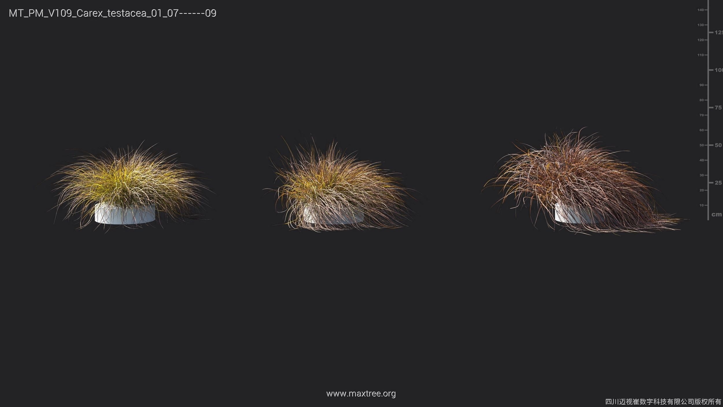 Maxtree Plant Models Vol 109 - Mesh 3D model | CGTrader