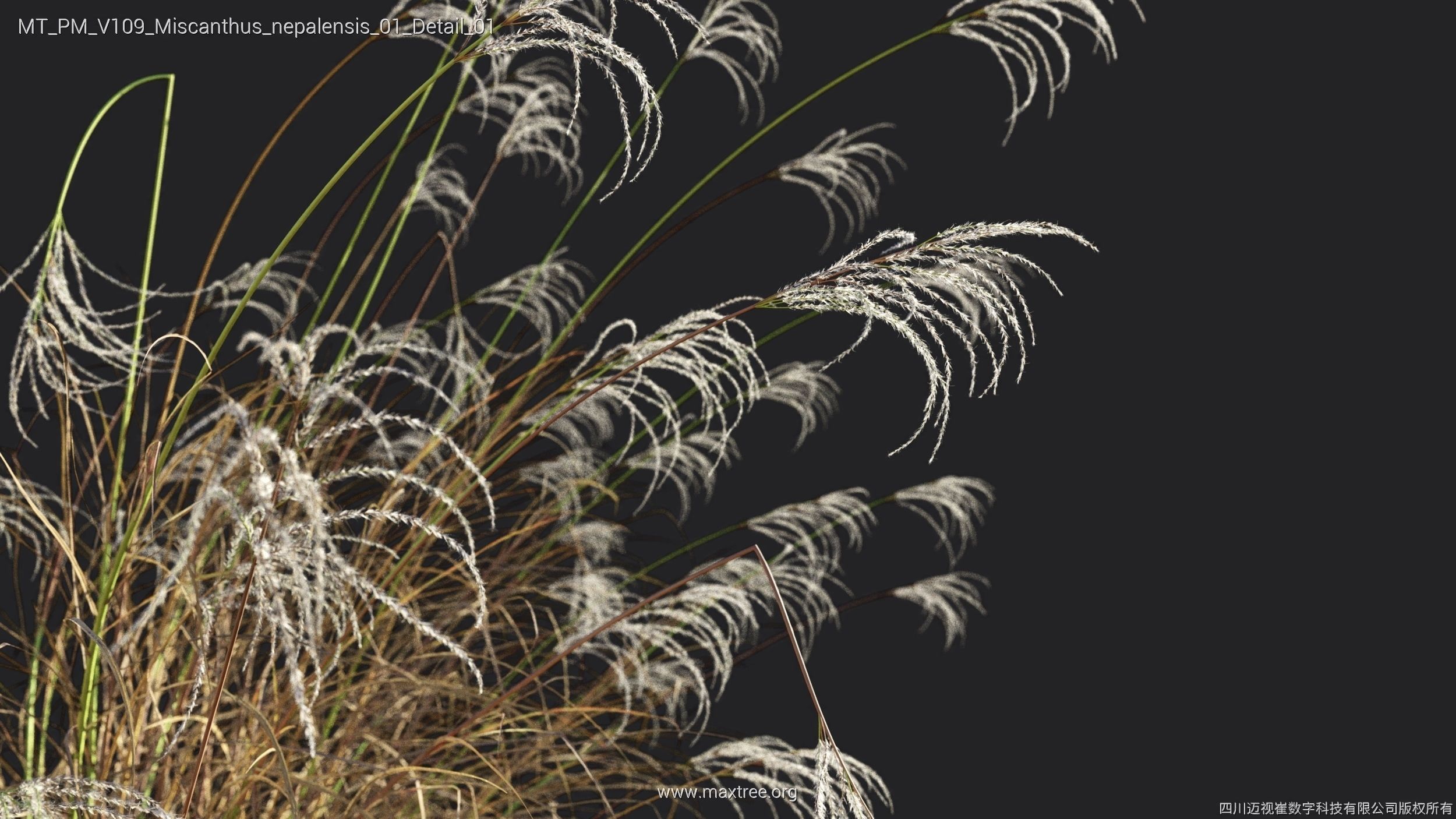 Maxtree Plant Models Vol 109 - Mesh 3D model | CGTrader