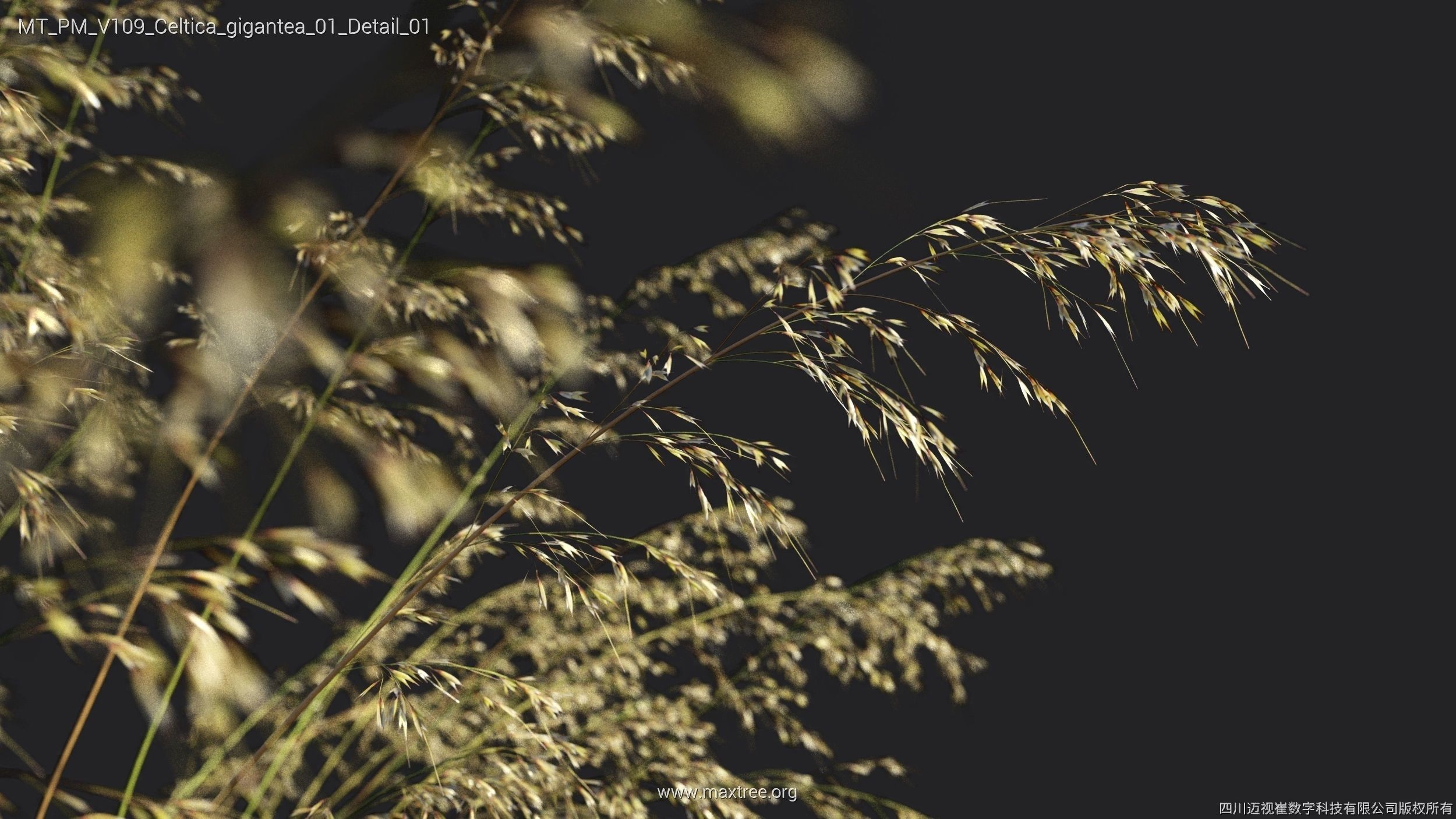 Maxtree Plant Models Vol 109 - Mesh 3D model | CGTrader