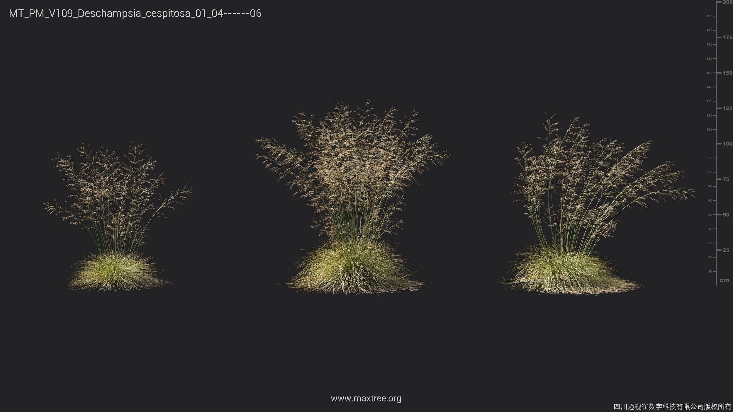 Maxtree Plant Models Vol 109 - Mesh 3D model | CGTrader