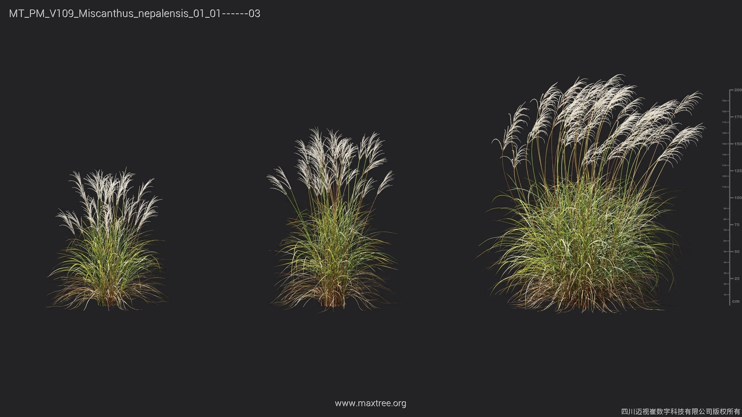 Maxtree Plant Models Vol 109 - Mesh 3D model | CGTrader