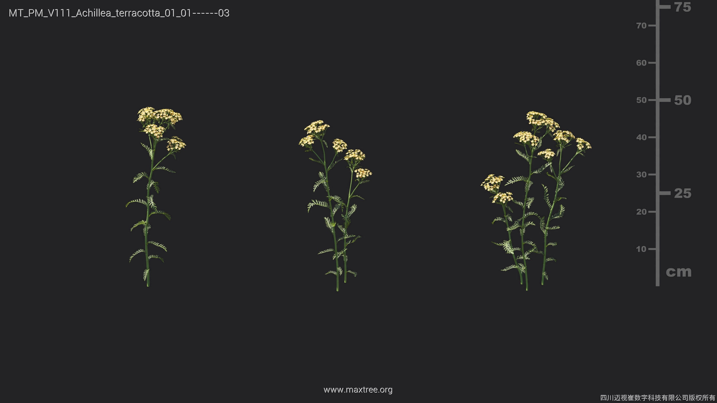 Maxtree Plant Models Vol 111 - Mesh 3D model | CGTrader