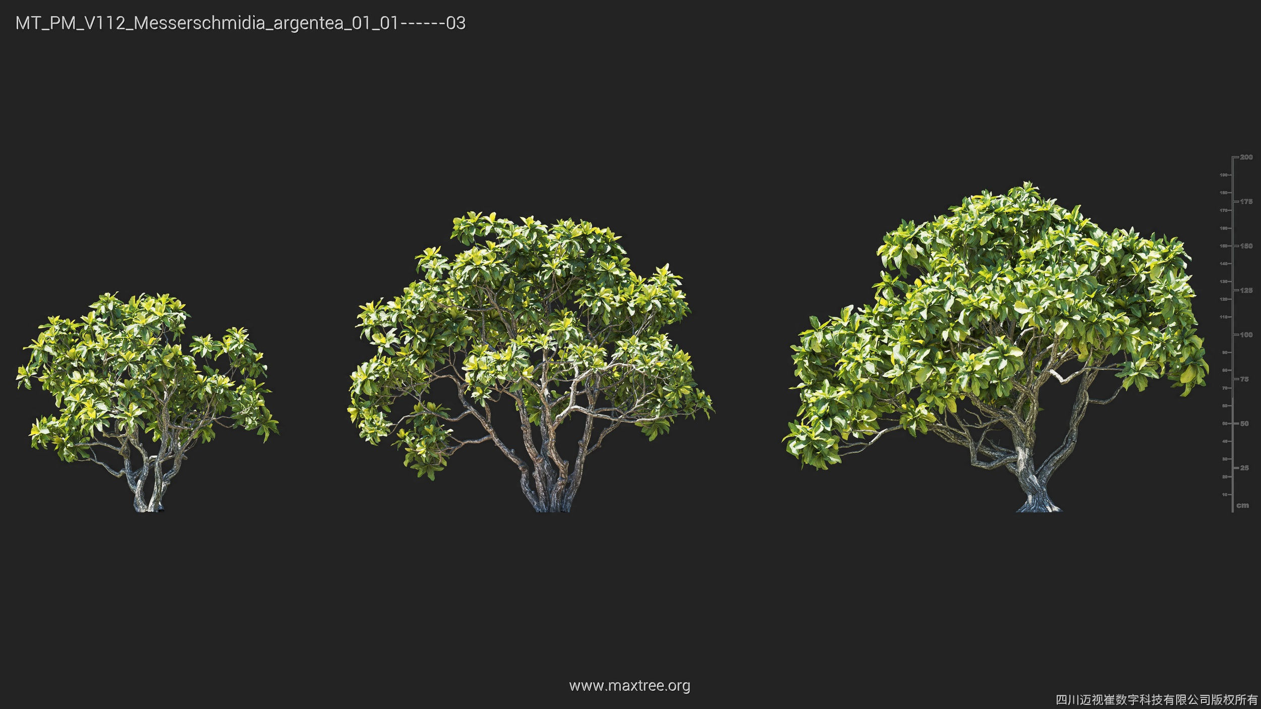 Maxtree Plant Models Vol 112 - Mesh 3D model | CGTrader