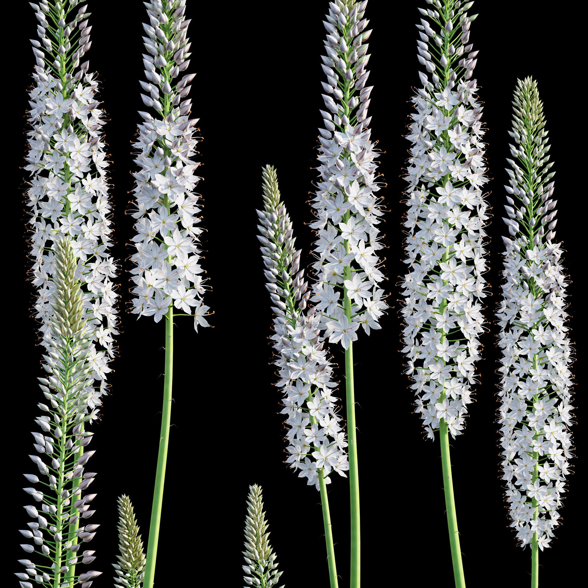 Eremurus robustus - Foxtail Lily 3D model | CGTrader