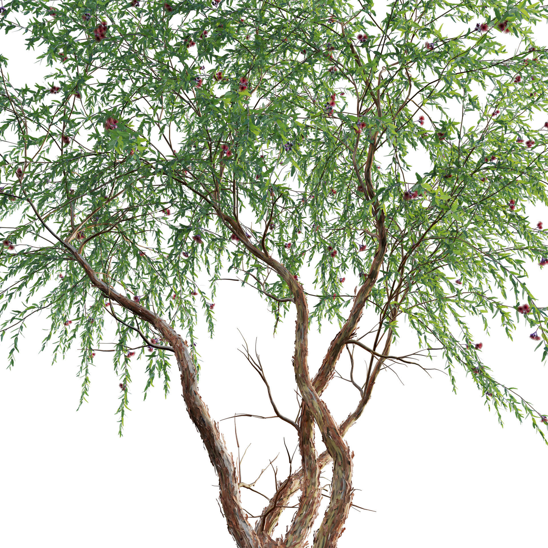 Eucalyptus Caesia Silver Princess - Gum Tree 03 3D model | CGTrader