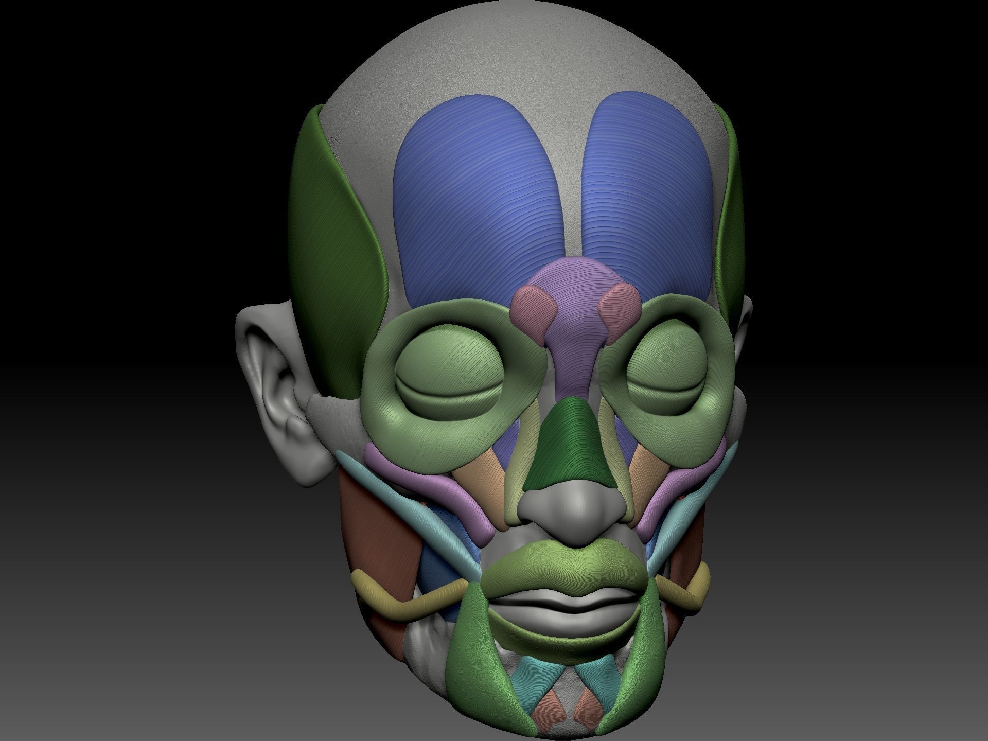 Skull muscle structure 3D model | CGTrader