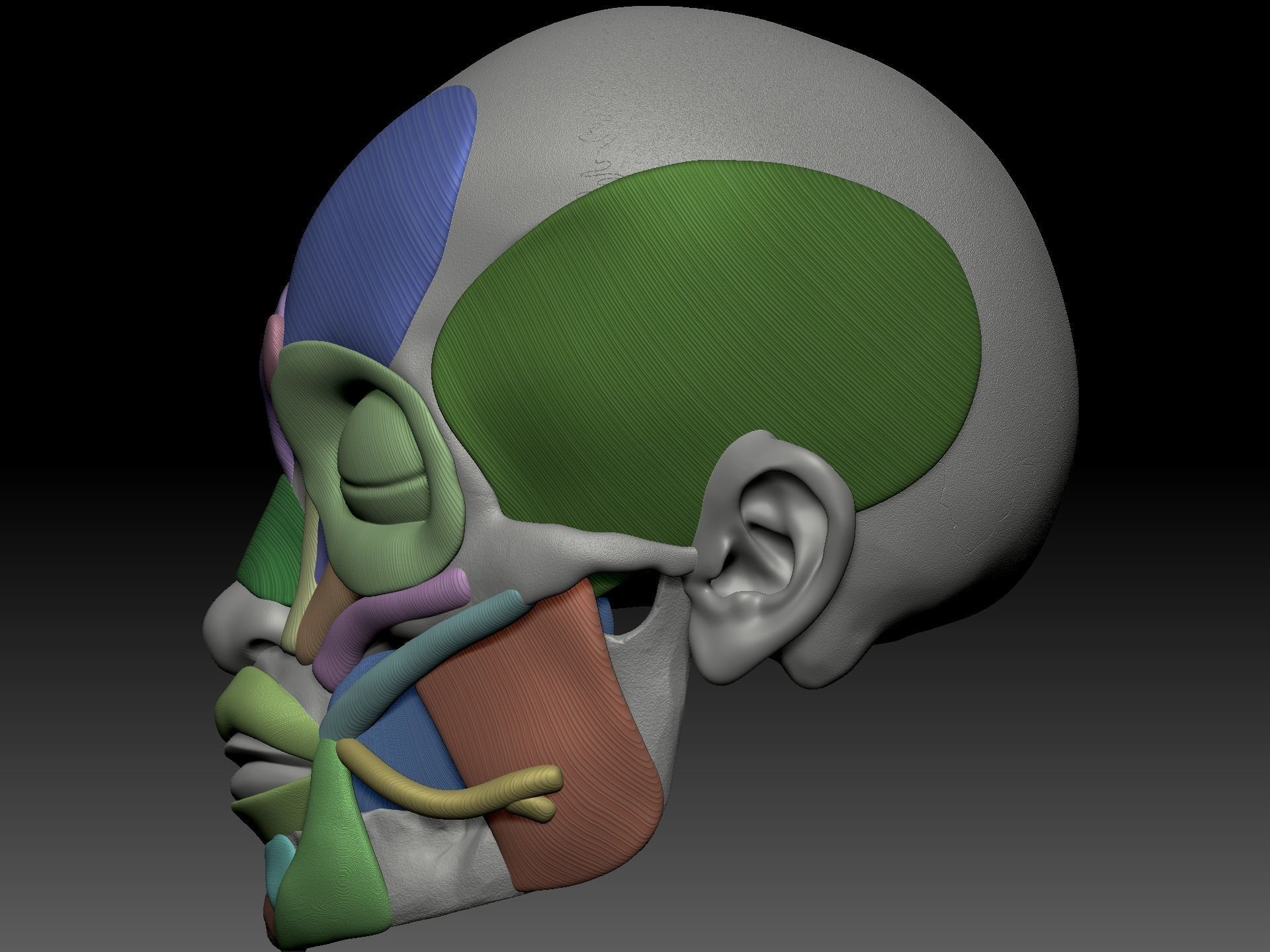 Skull muscle structure 3D model | CGTrader