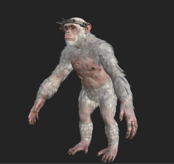 3D model Laboratory Chimp with organ VR / AR / low-poly | CGTrader