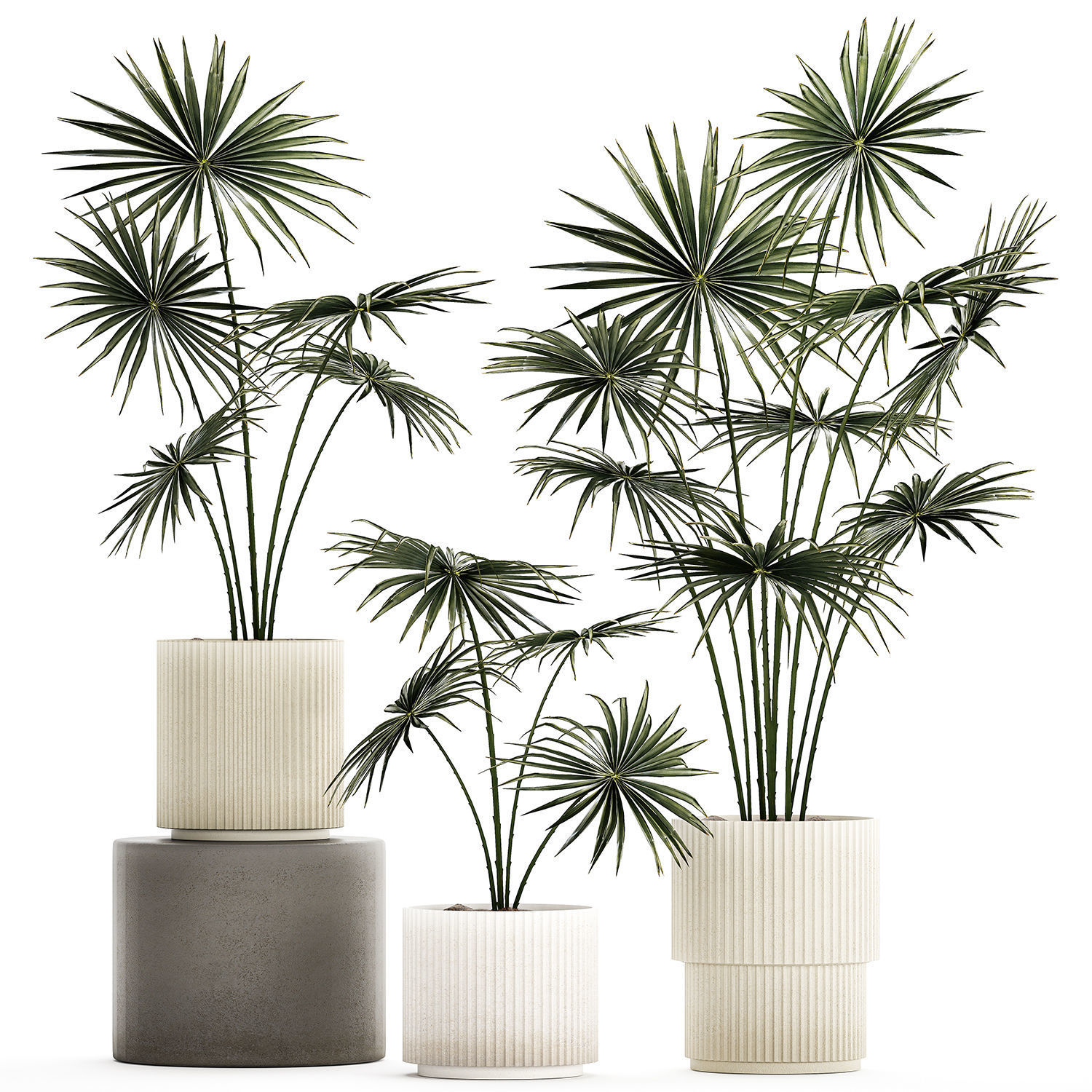 Beautiful fan palms in flower pots for decoration 1280 3D model | CGTrader
