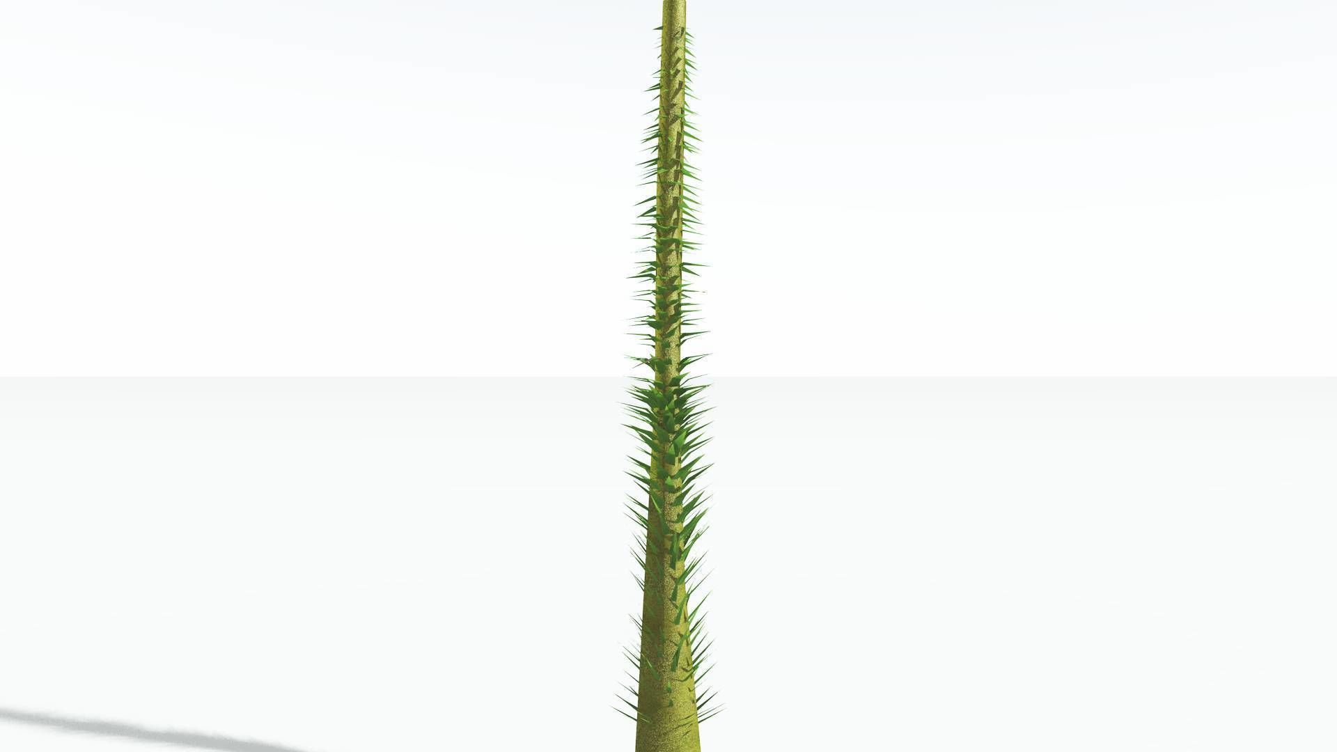 3D model EVERYPlant Chaloneria LowPoly 2 --16 Models-- VR / AR / low ...