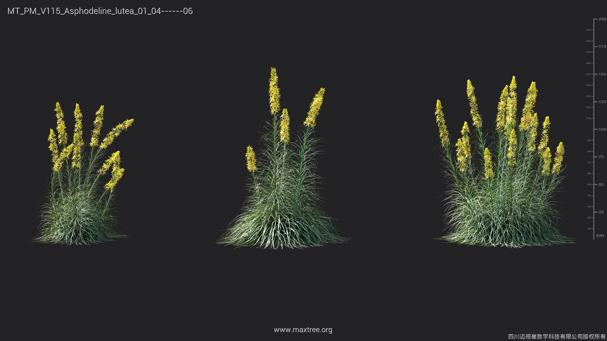 Maxtree Plant Models Vol 115 - Mesh 3D model | CGTrader
