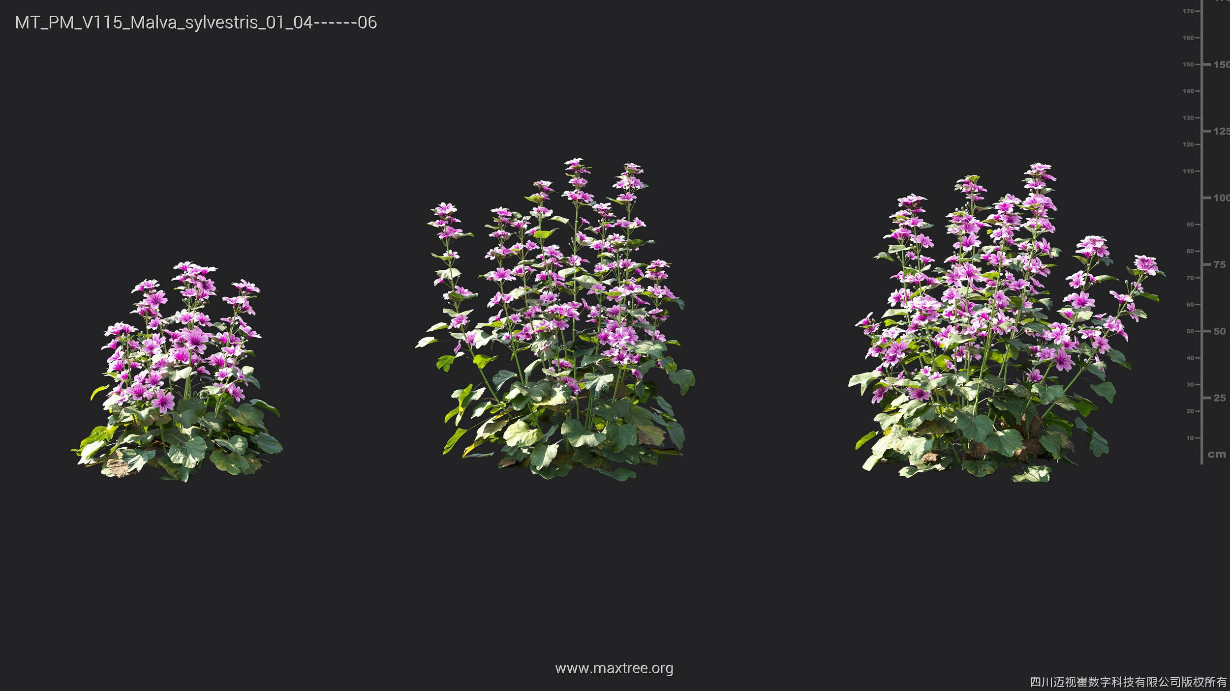 Maxtree Plant Models Vol 115 - Mesh 3D model | CGTrader