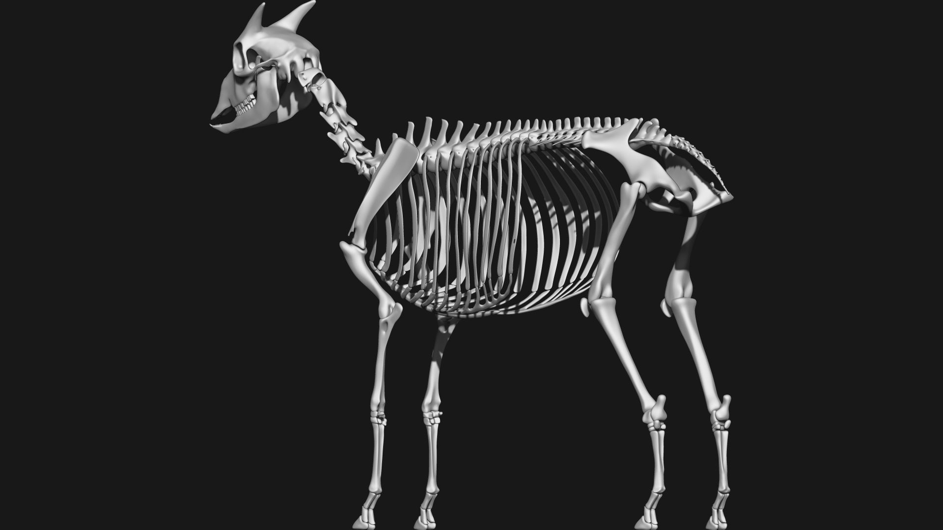 Goat skeleton 3D model | CGTrader