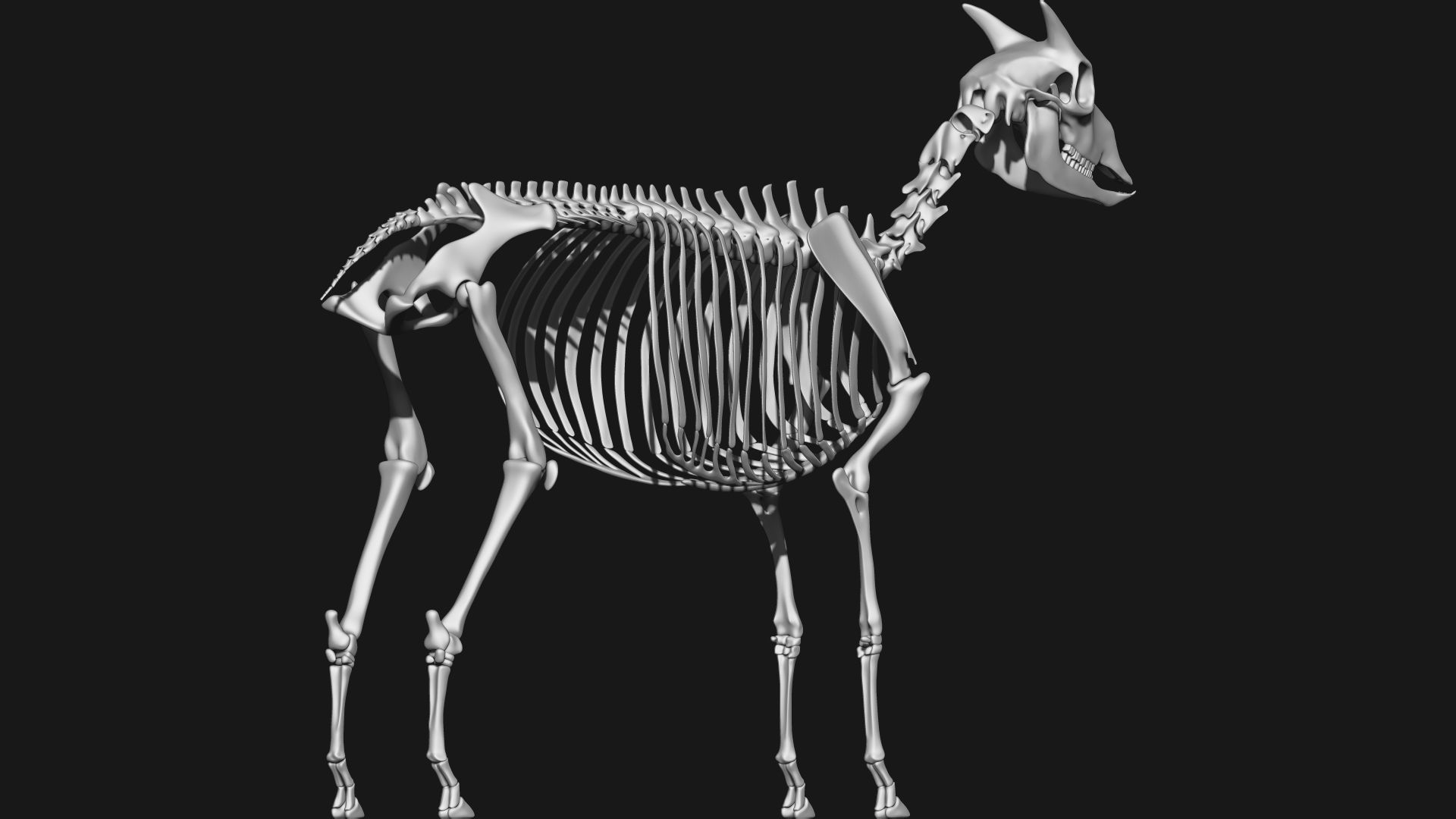 Goat skeleton 3D model | CGTrader