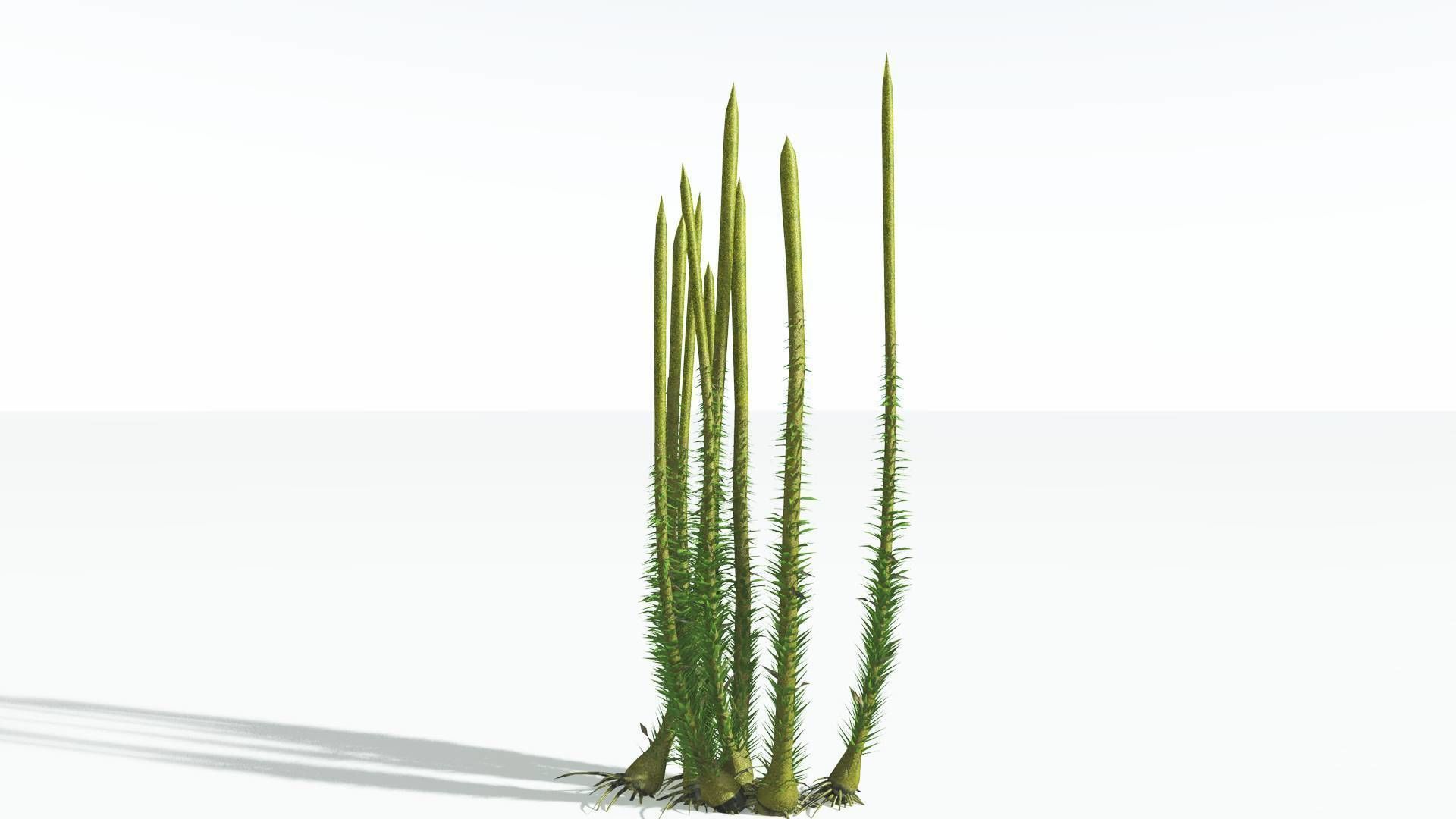 3D model EVERYPlant Chaloneria LowPoly 4 --16 Models-- VR / AR / low ...