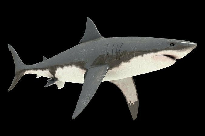 Tiburon blanco 3D model 3D printable | CGTrader