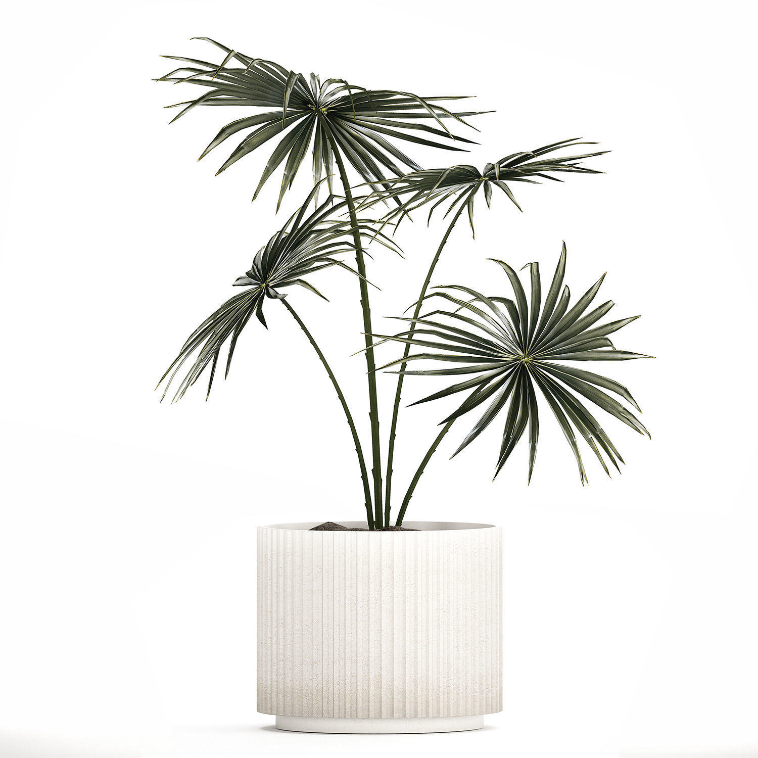 Beautiful fan palm in a flower pot for decoration 1282 3D model | CGTrader