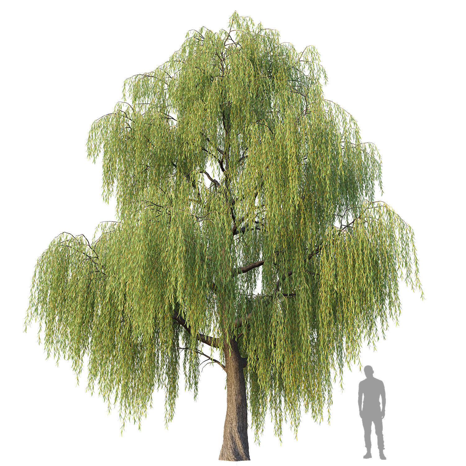 Willow Tree 3D model | CGTrader