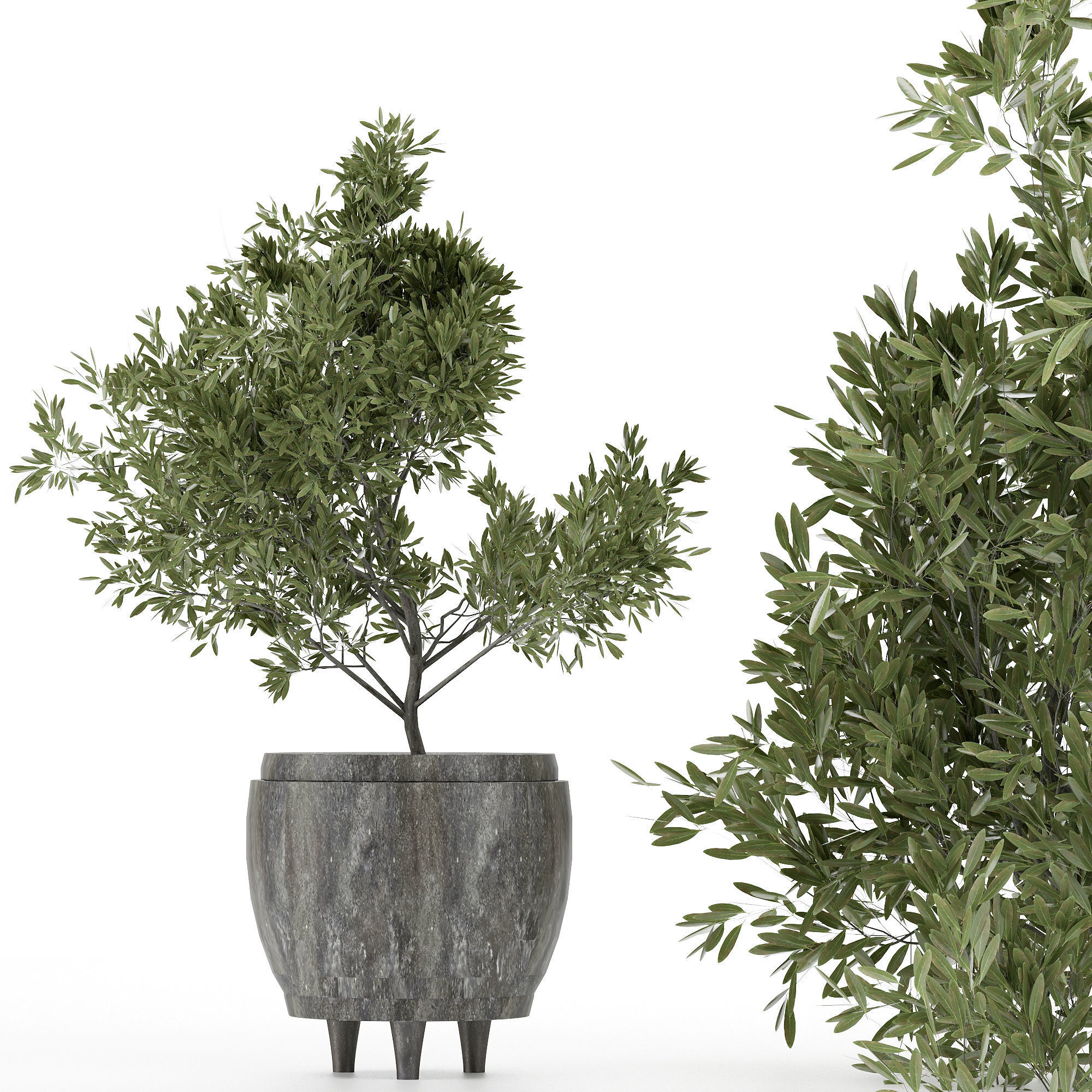 Indoor plants 26 3D model | CGTrader