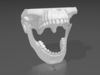 MANDIBULA ARTICULADA - ARTICULATED JAW 3D model 3D printable | CGTrader