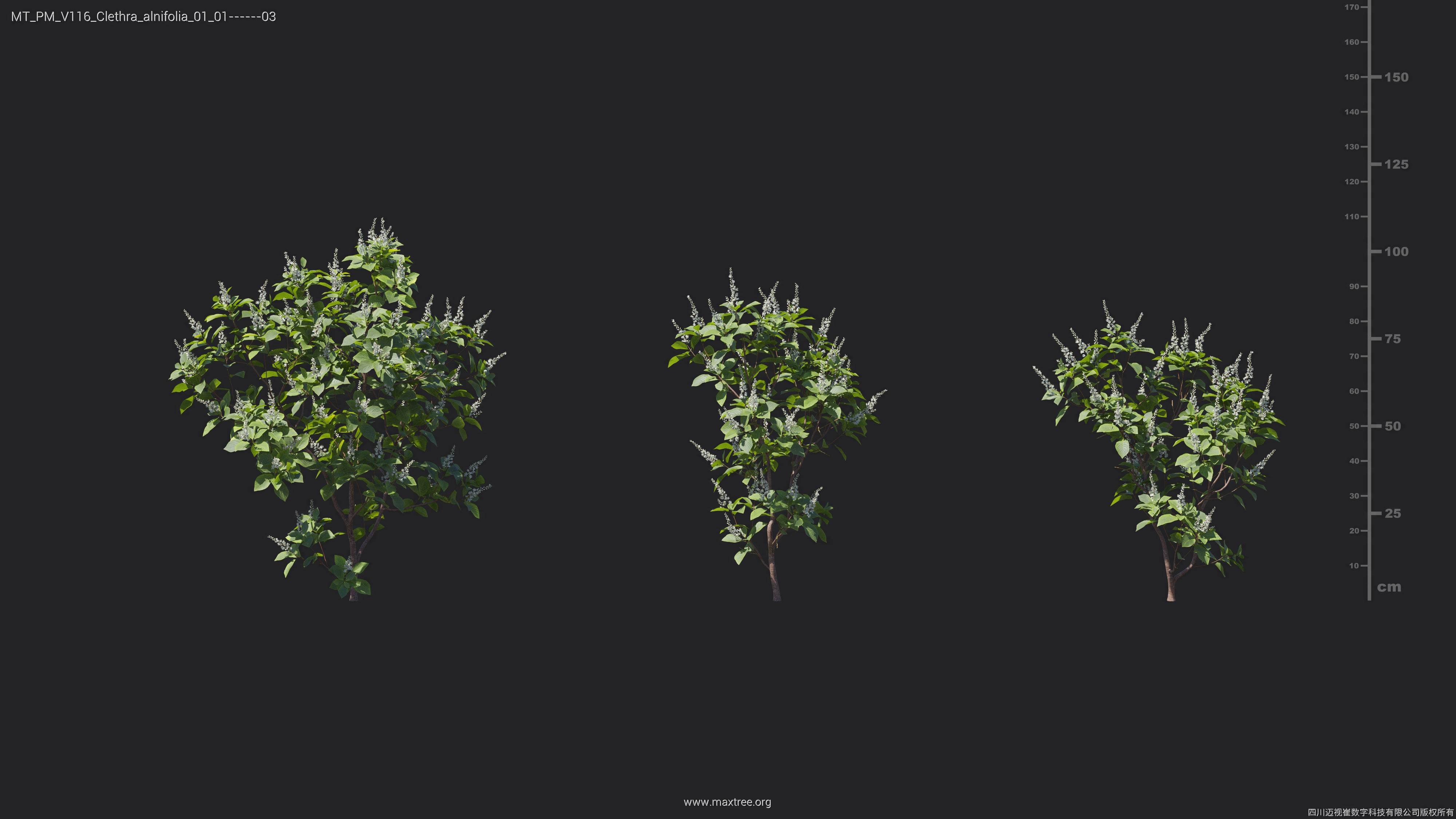 Maxtree Plant Models Vol 116 - Mesh 3D model | CGTrader