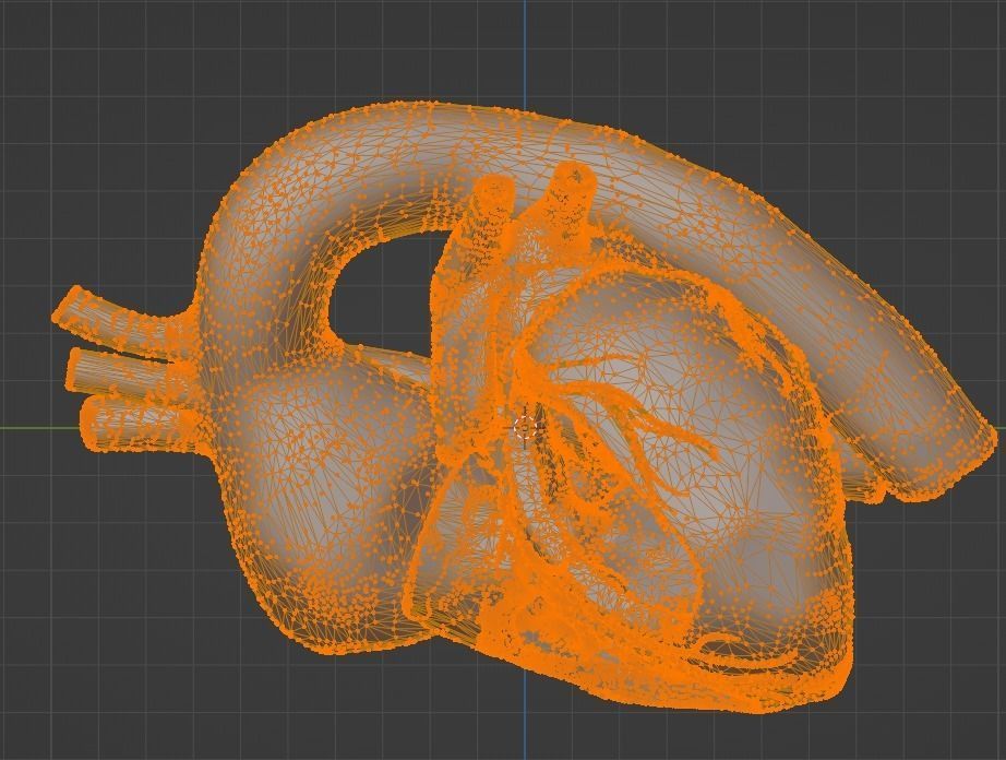 3d model of heart with bicuspid aortic valve 3D model 3D printable ...