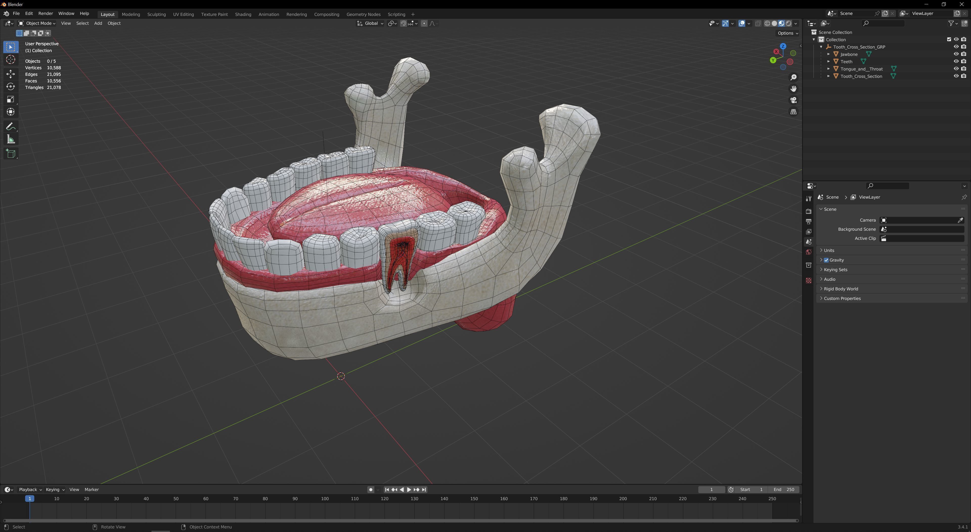 3D model Tooth Cross Section VR / AR / low-poly | CGTrader