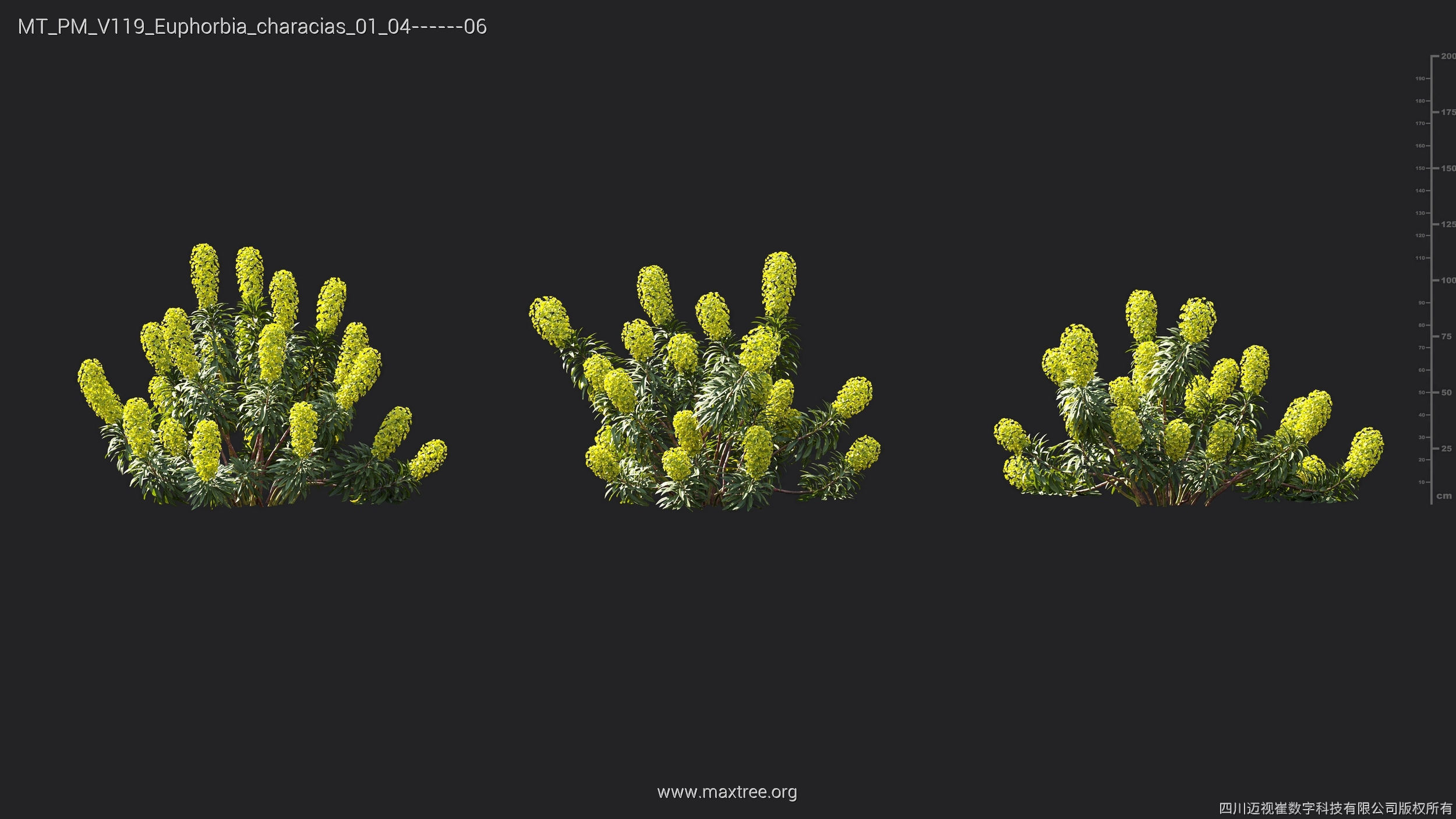 Maxtree Plant Models Vol 119 - Mesh 3D model | CGTrader