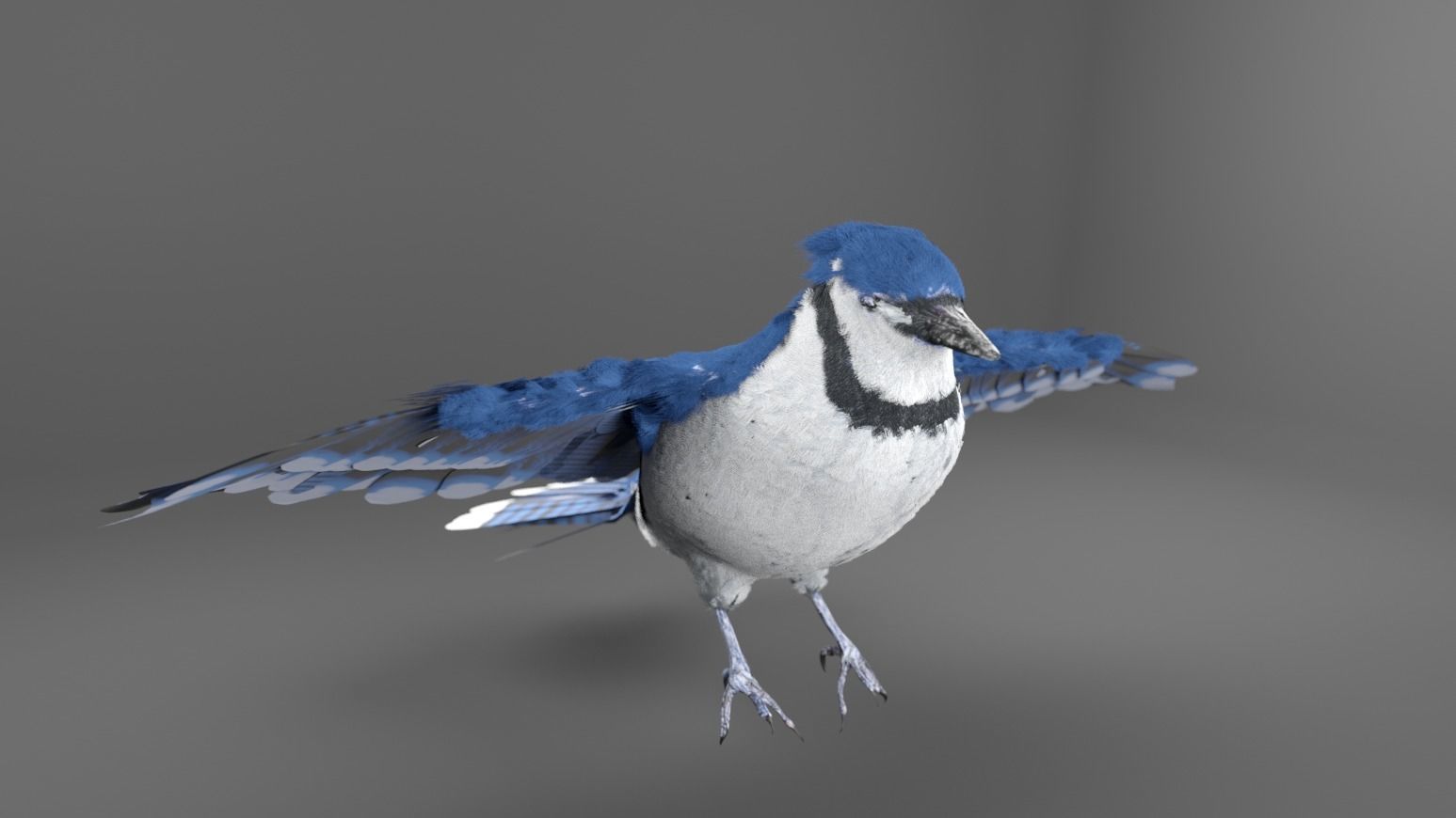 Blue Jay Bird 3D model | CGTrader