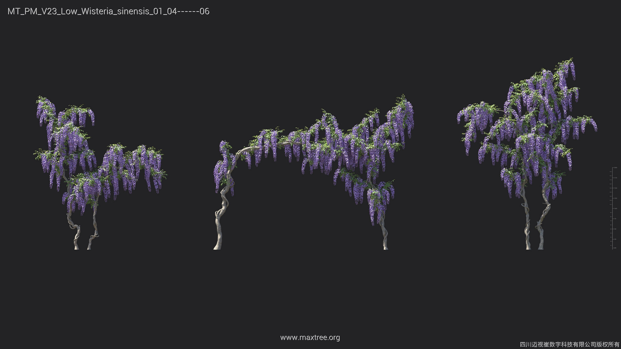 Maxtree Plant Models Vol 23 Low - Mesh 3D model | CGTrader
