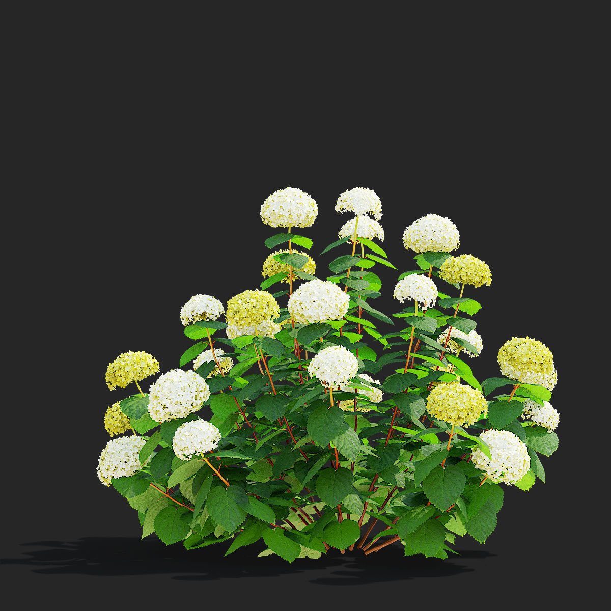 Hydrangea arborescens 4 bushes 3D model | CGTrader