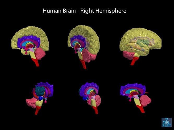 Hemisphere Brain