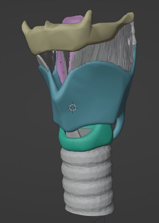3D Model of Larynx 3D model 3D printable | CGTrader